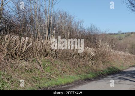 Example of mechanised hedge cutting with a flail, where smaller shrub ...