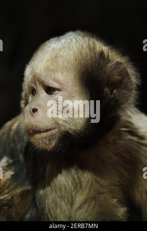 Golden-bellied capuchin (Cebus xanthosternos), adult, capuchin monkeys ...