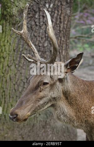The Barbary stag (Cervus elaphus barbarus), also known as the Atlas ...