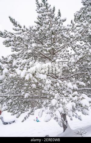 Snow capped tree after first snowfall of the year Stock Photo - Alamy