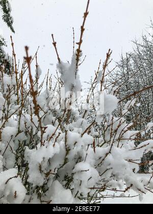 Snow capped tree after first snowfall of the year Stock Photo - Alamy