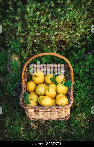 The flowers are beautiful and refreshing. Its beautiful Stock Photo - Alamy