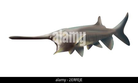 Chinese paddlefish with realistic details. Extinct species of fish also ...