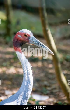 Close-up portrait of the head of a Sarus crane (Grus antigone) at the ...