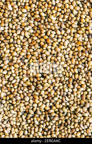 Macro shot of coriander seeds background. Top view, overhead Stock Photo - Alamy