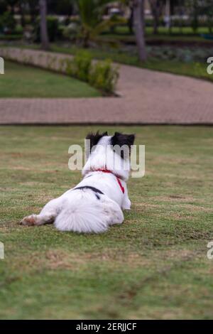 Beautiful Japanese Spaniel dog wearing pet collar sitting at grass lawn ...
