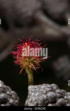 She Oak trees (Casuarina Littoralis) have female trees and male trees ...