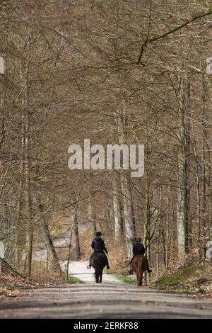 Riding horse in a forest in denmark scandinavia Stock Photo - Alamy