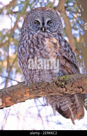 Great grey owl on a fir tree edge of forest Stock Photo - Alamy