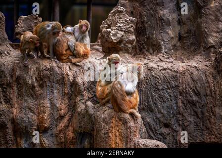 A group of monkeys scratching and living in groups on Monkey Mountain ...