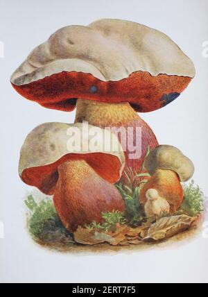 Rubroboletus satanas, commonly known as the Satan's bolete or the Devil ...