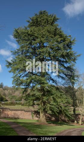 Deodar cedar, Indian cedar, Himalayan cedar (Cedrus deodara 'Pendula ...