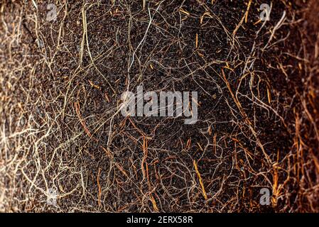 Detail of the thin roots of a young plant Stock Photo - Alamy