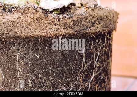 Detail of the thin roots of a young plant Stock Photo - Alamy