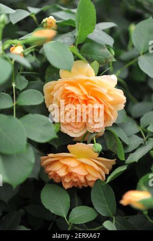 Rosa ‘Dame judi dench’. English Shrub Rose Stock Photo - Alamy