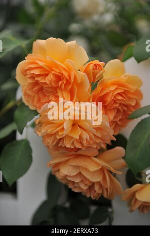 Blooming orange English rose in the garden on a sunny day. David Austin ...