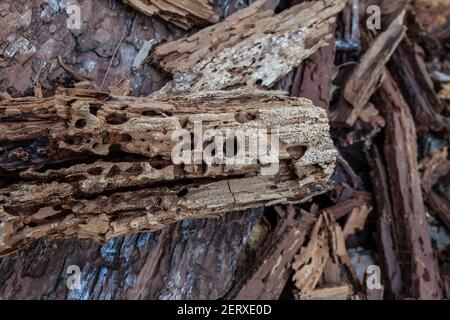 Crumbling pieces of rotten cedar wood in a forest in Nara, Japan Stock ...