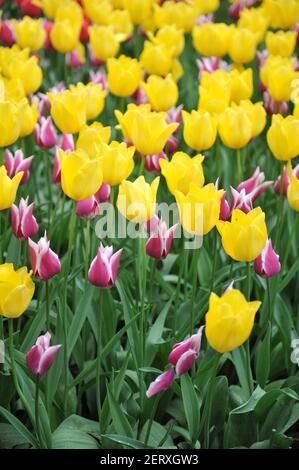 Yellow Triumph tulips (Tulipa) Friendship 1998 bloom in a garden in ...