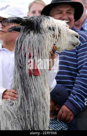 Breeders show off their award-winning alpaca at the Cerro Juli ...