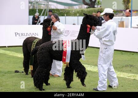 Breeders show off their award-winning alpaca at the Cerro Juli ...