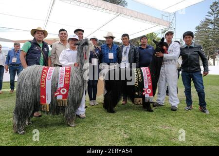Breeders show off their award-winning alpaca at the Cerro Juli ...