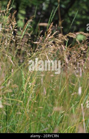 Kentucky Bluegrass (poa pratensis) in sunset light with light rays ...