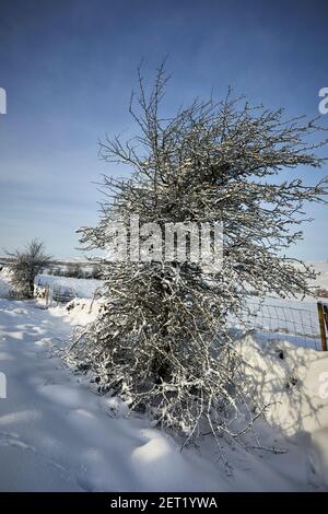 Heavy snow covered bush Stock Photo - Alamy