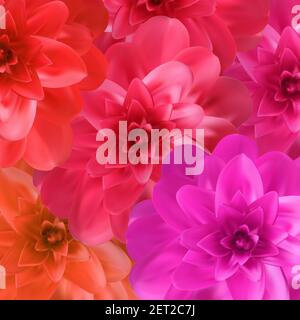 Colorful naturalistic blossoming pink, orange, red camellia flower on ...