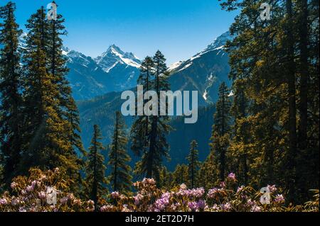 Spring rhododendrons and Himalayan peak. View of Majestic Himalayan ...