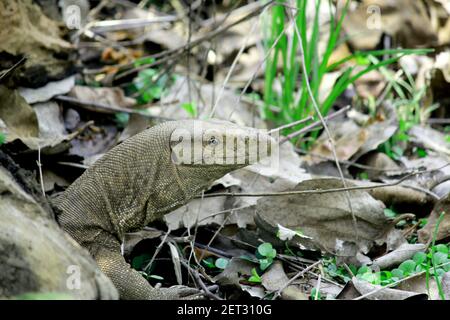 Indian bengal monitor Lizard searching food Stock Photo - Alamy