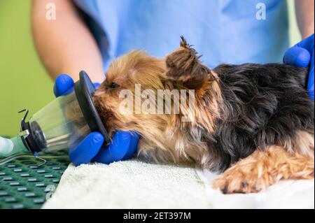 Preoxygenation technique in dog with oxygen mask. Veterinary Doctor ...