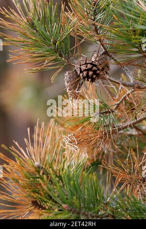 Close up of a pine tree with pinecones on a blue sky background ...