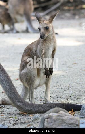 Close-up of Wallaby with its young, Port Douglas, Far North Queensland ...
