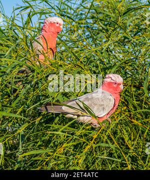 Two Pink Grey Galah Cockatoo preening in a tree Stock Photo - Alamy