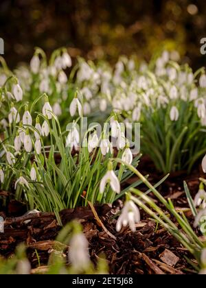 Snowdrops in the garden. Spring is coming -Snowdrops in my garden Stock ...