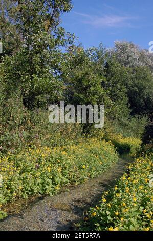 The River Anton in Andover, Hampshire in the UK Stock Photo - Alamy