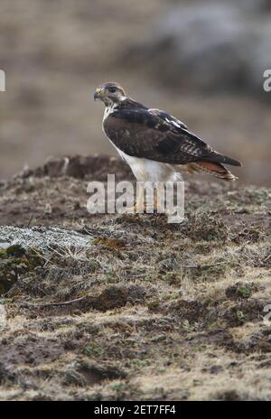 Augur Buzzard (Buteo augur) immature standing on rock Bale Mountains NP ...