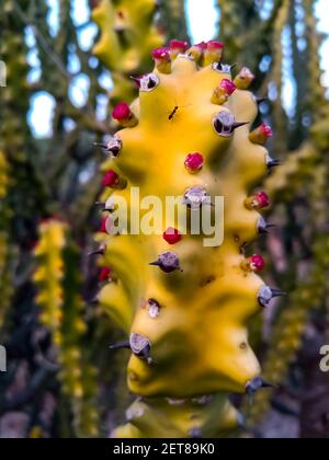 A family tree of the Indian Maharashtra cactus thorn class Stock Photo ...