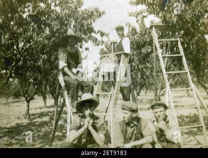 Peach pickers Bertram Farm Vineland Ontario 1912 Stock Photo - Alamy