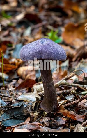 violet webcap (Cortinarius violaceus), in moss, Germany, North Rhine ...