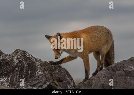 A red fox climbing over the rocks, photographed in the Netherlands ...