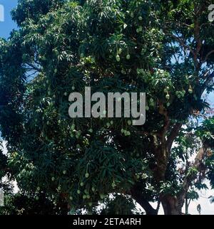 Trinidad and Tobago Mango Tree Stock Photo - Alamy