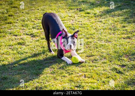 An adorable Boston Terrier playing with a tennis ball - isolated on ...