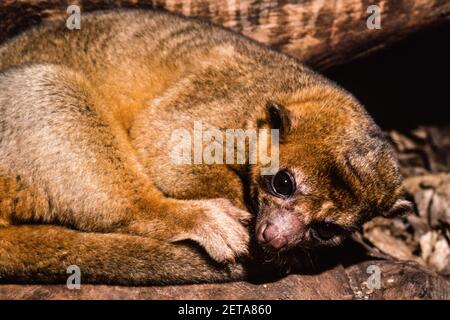 The kinkajou is native in rainforests from Mexico through Central and ...