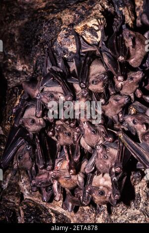 A colony of Cave Nector Bats, Eonycteris spelaea, in a shallow cave on ...
