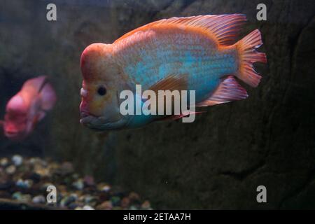 Red devil cichlid (Amphilophus labiatus Stock Photo - Alamy