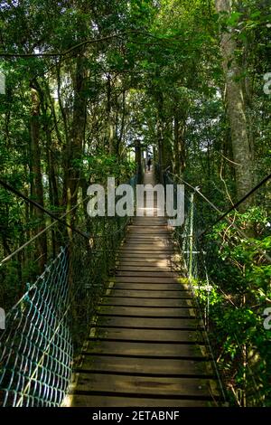Tree walk, O'Reilly's, QLD, Australia Stock Photo - Alamy
