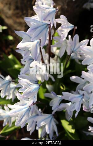 Scilla mischtschenkoana. Misczenko squill, Misczenko squill, early ...