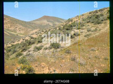 Peraphyllum ramosissimum habitat in SW Idaho 2 Stock Photo - Alamy