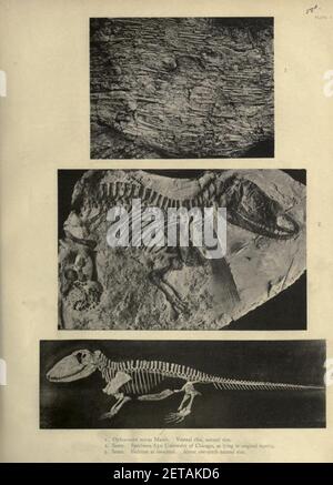 Permo-carboniferous vertebrates from New Mexico (Page 26 Stock Photo ...